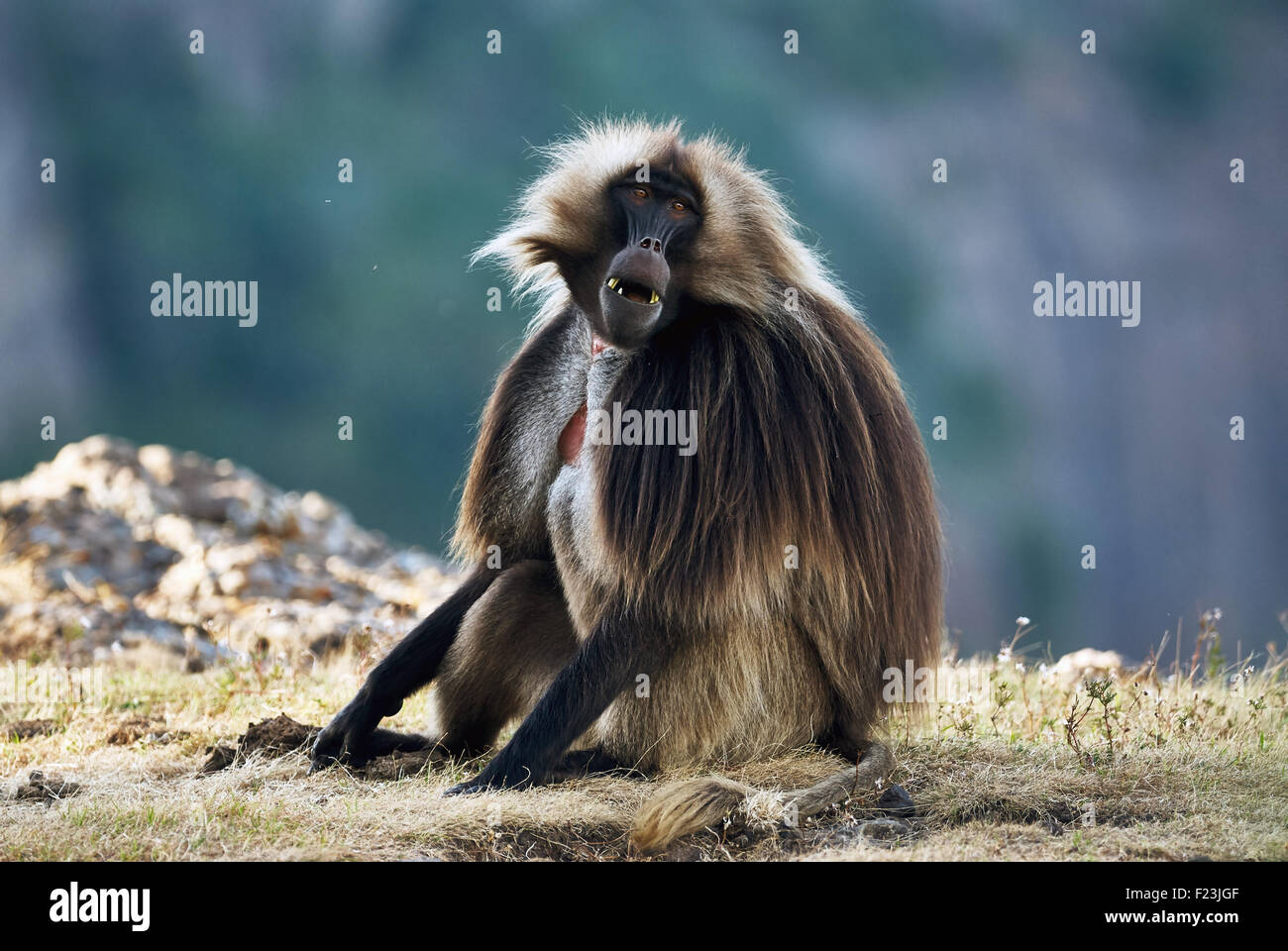 Male Gelada baboon, in Ethiopia Stock Photo - Alamy