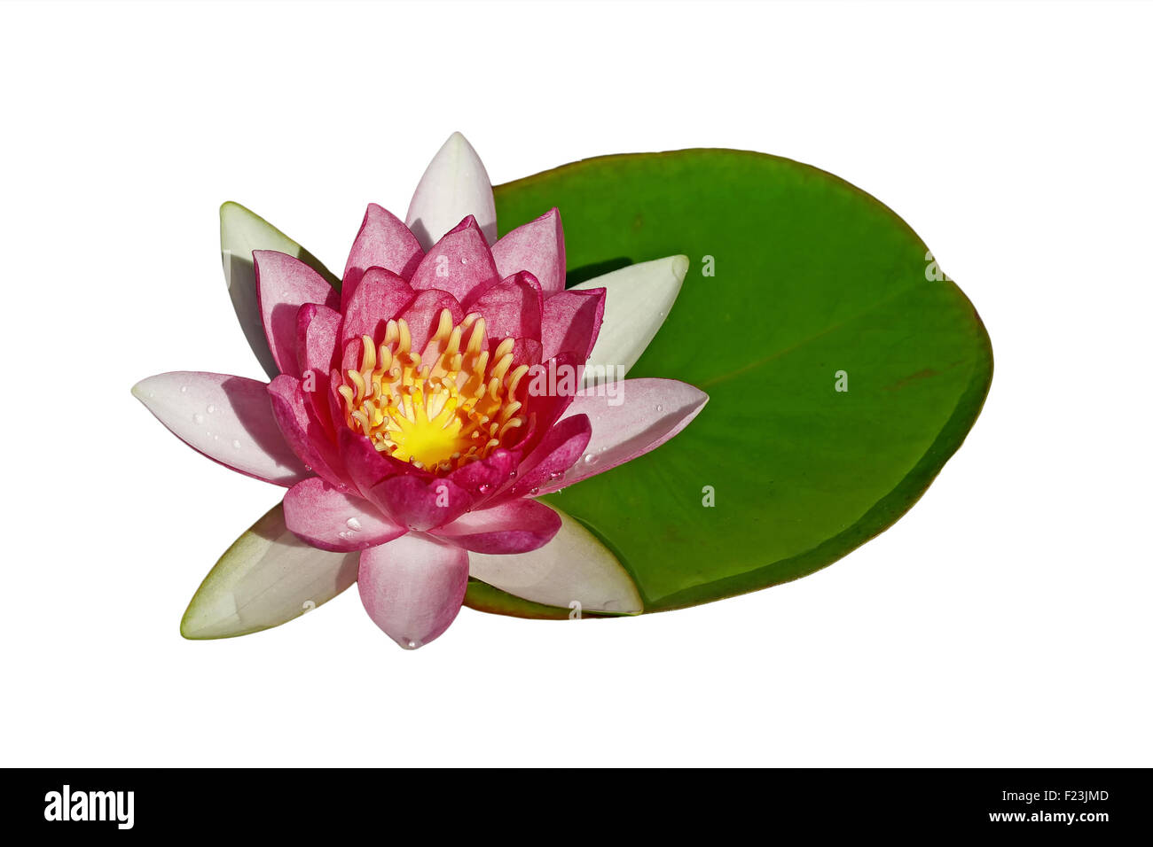 beautiful lotus flower isolated on white background Stock Photo - Alamy