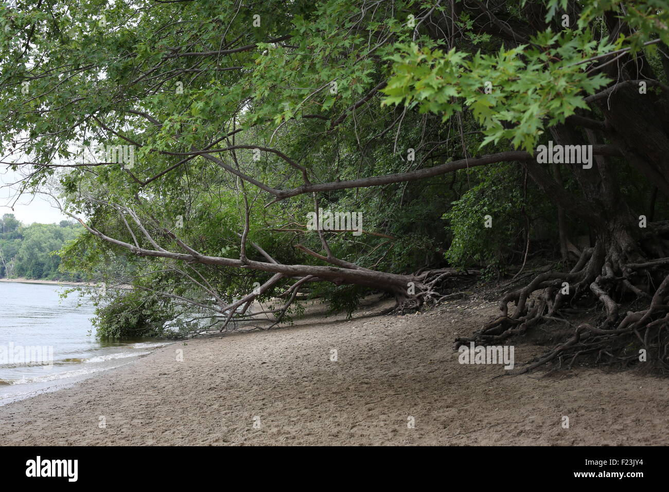 Exposed tree roots river bank hi-res stock photography and images - Alamy