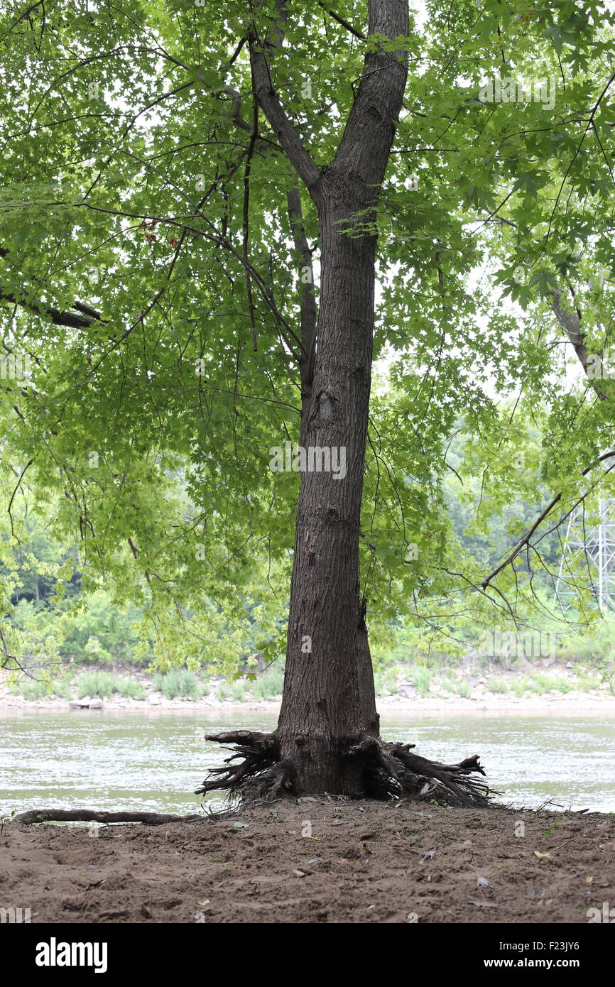 Exposed tree roots river bank hi-res stock photography and images - Alamy