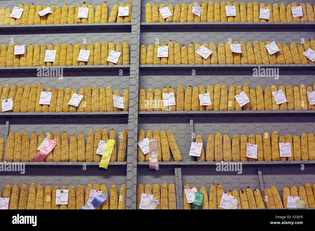 Ears of corn on display after judging at the Minnesota State Fair Stock ...