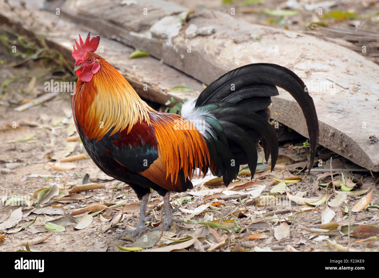 Cockerel. Red junglefowl Gallus gallus. A tropical member of the ...