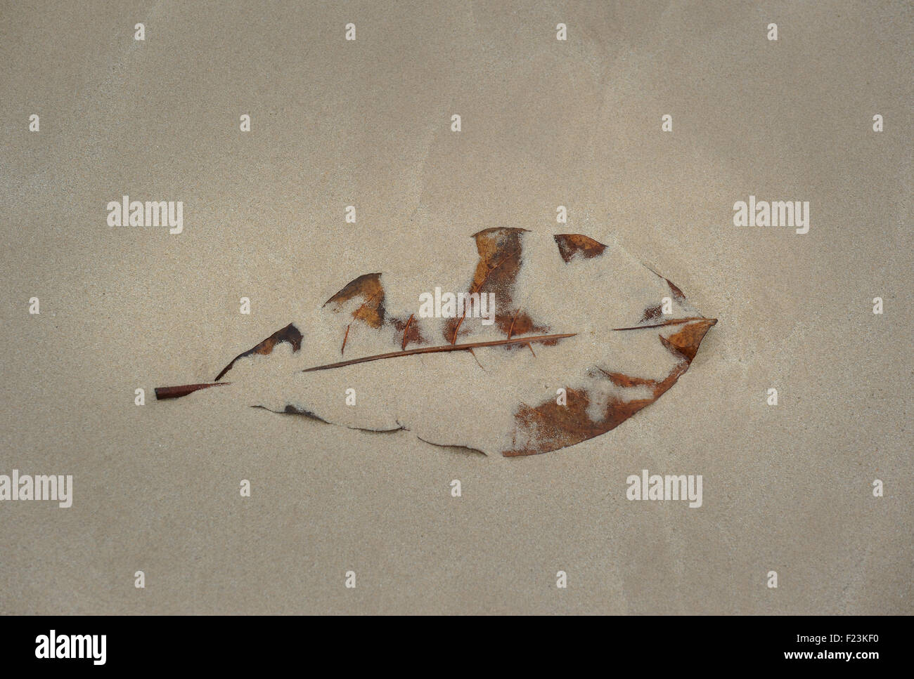 Sandy leaf hi-res stock photography and images - Alamy