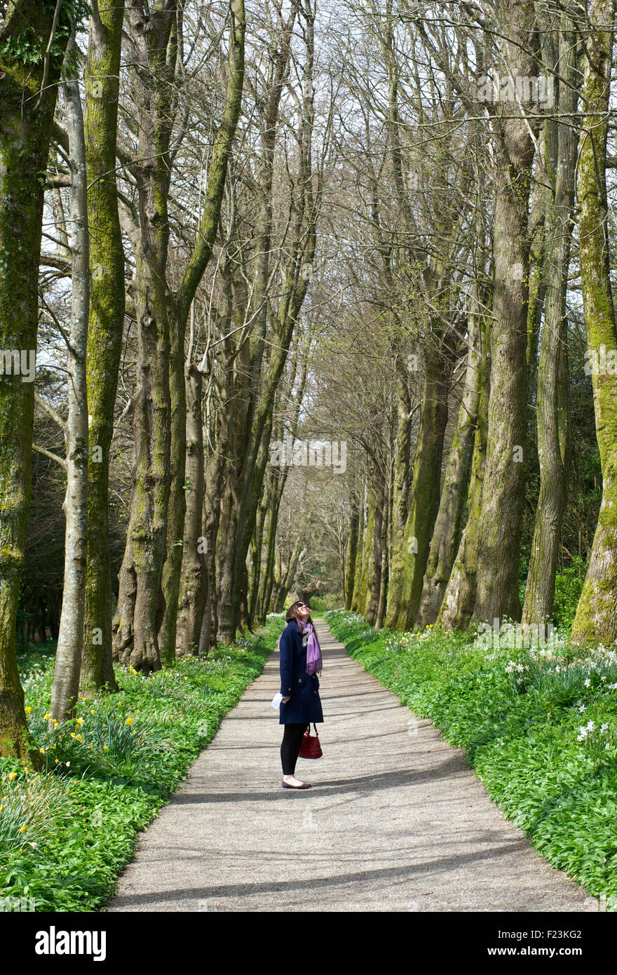 Woman standing on a path flanked with tall trees and looking up. Devon ...