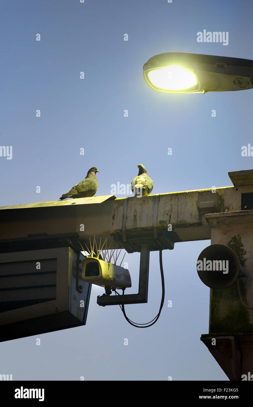 Pigeons and CCTV security cameras Stock Photo - Alamy