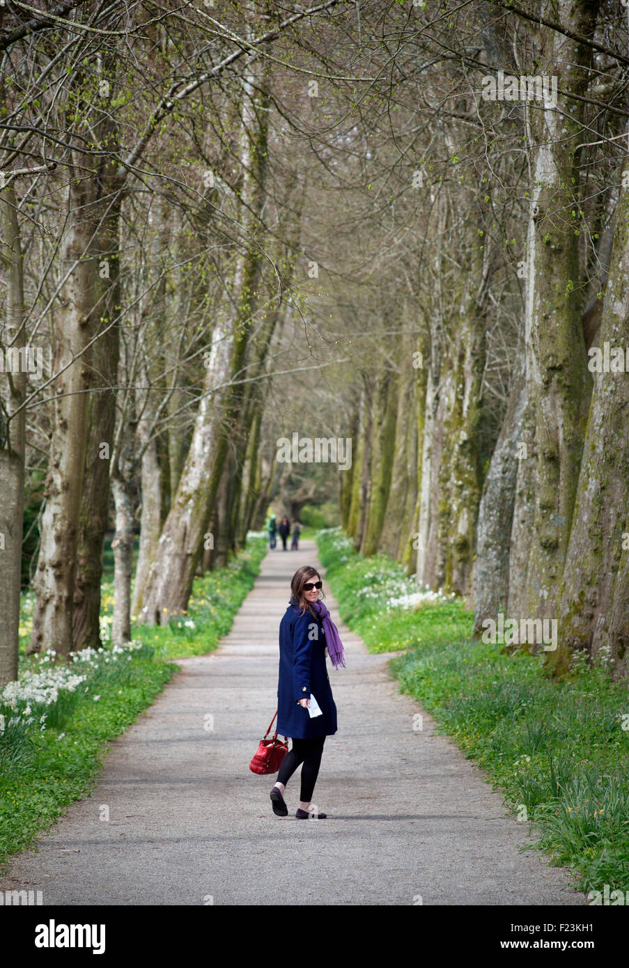 Avenue of trees devon hi-res stock photography and images - Alamy