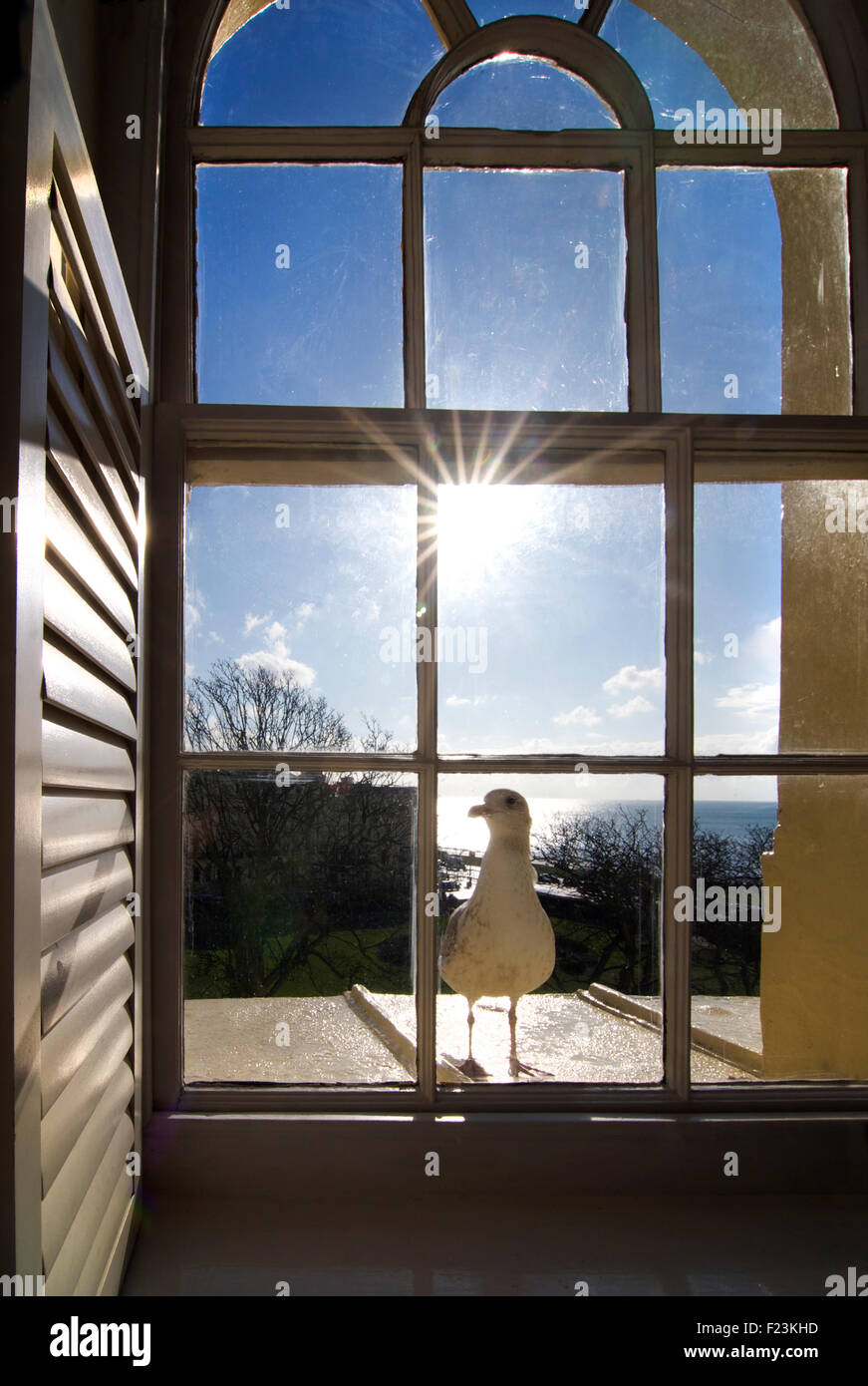Seagull peering through a Georgian seaside window. Hove, England Stock ...