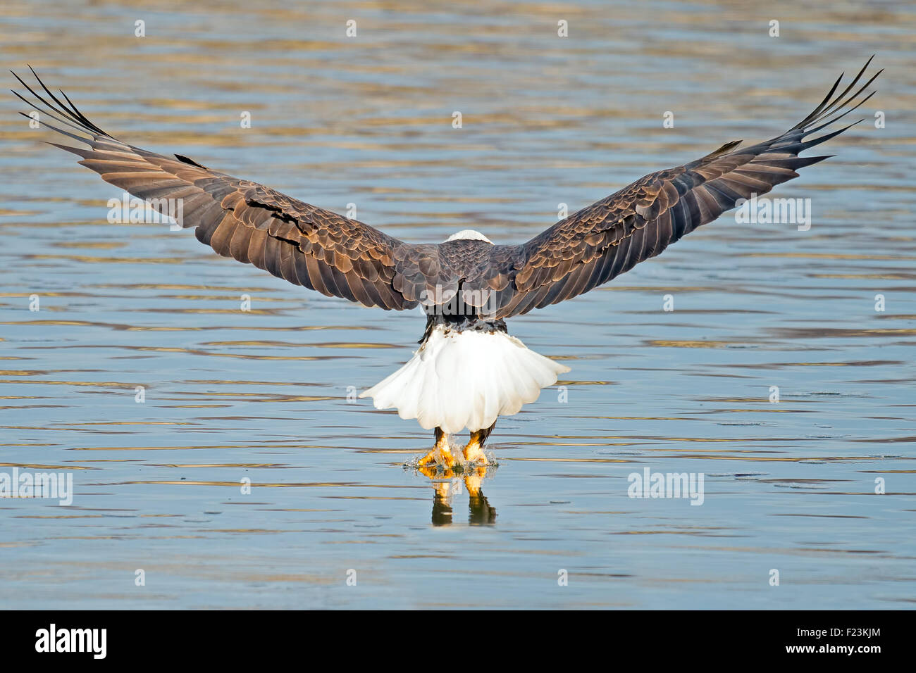 American Bald Eagle Fish Grab Rear View Stock Photo - Alamy American Bald Eagle Fish Grab Rear View Stock Photo - Alamy