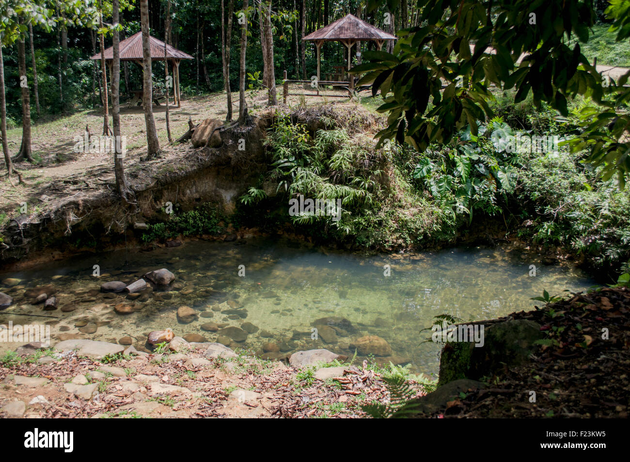 Forest swimming pool hi-res stock photography and images - Alamy