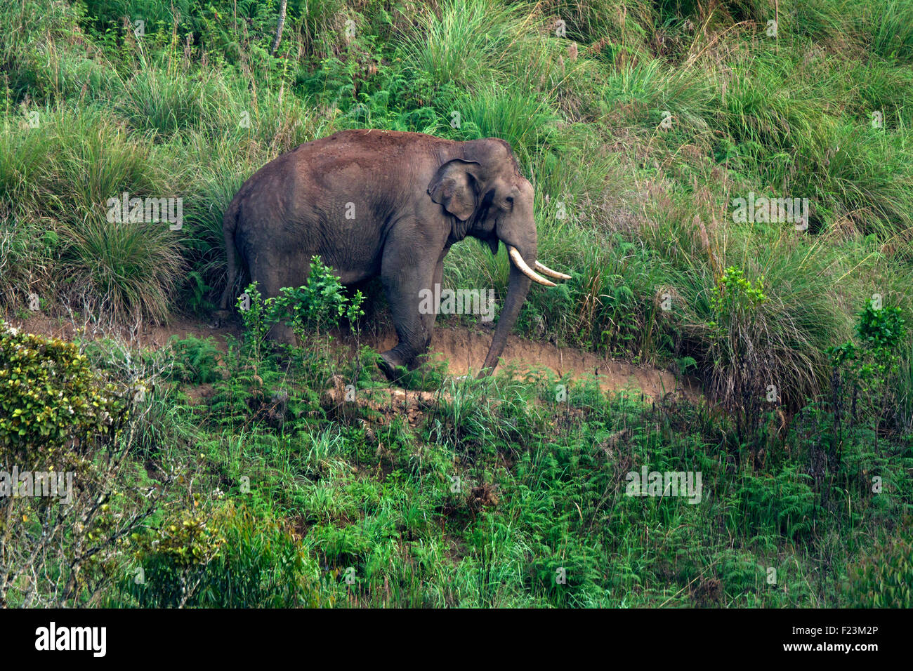 Indicus subspecies hi-res stock photography and images - Alamy