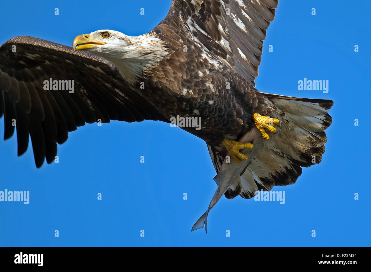 American Bald Eagle in Flight with Fish in Talons Stock Photo - Alamy