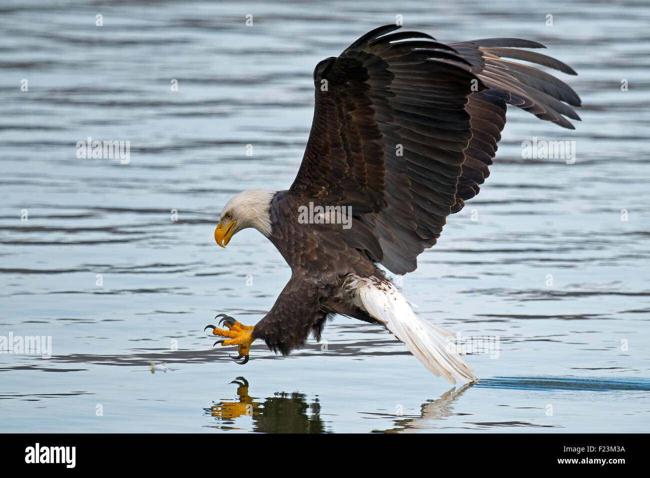 American Bald Eagle Grabbing a Fish Stock Photo - Alamy American Bald Eagle Grabbing a Fish Stock Photo - Alamy