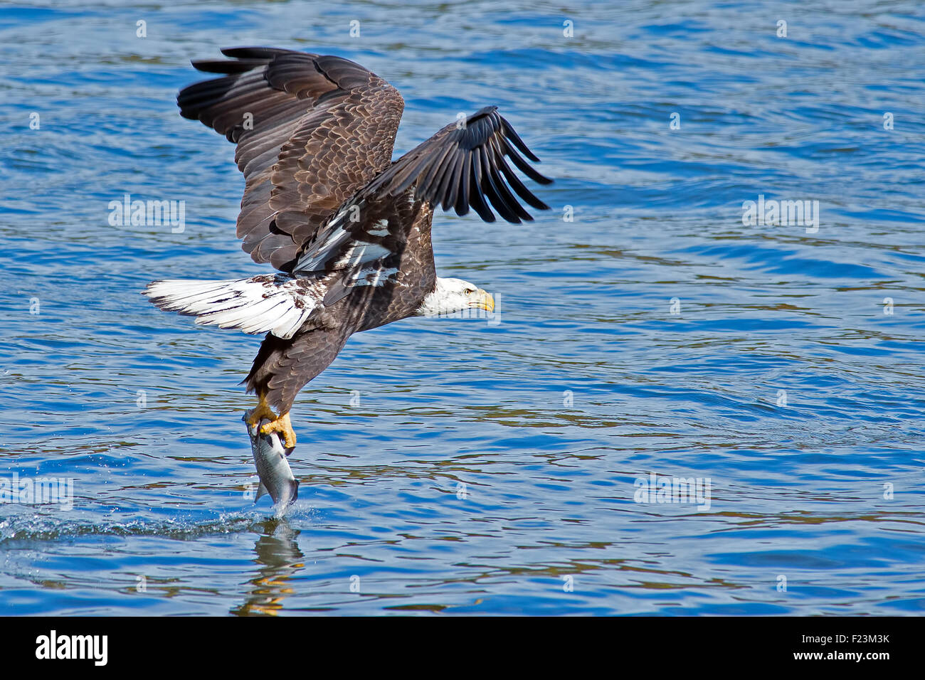 Grabbing a fish hi-res stock photography and images - Alamy