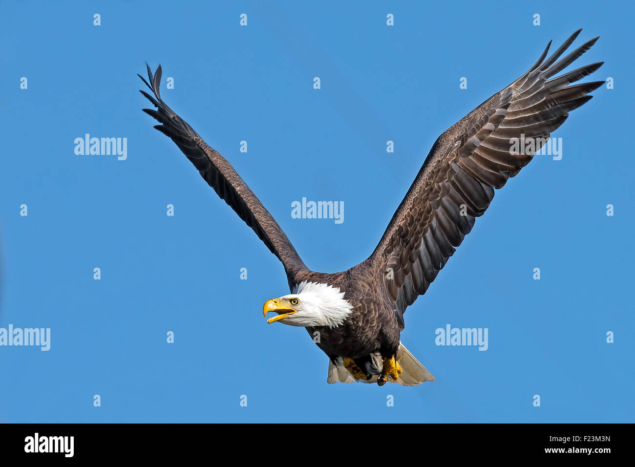 American Bald Eagle in flight Stock Photo - Alamy