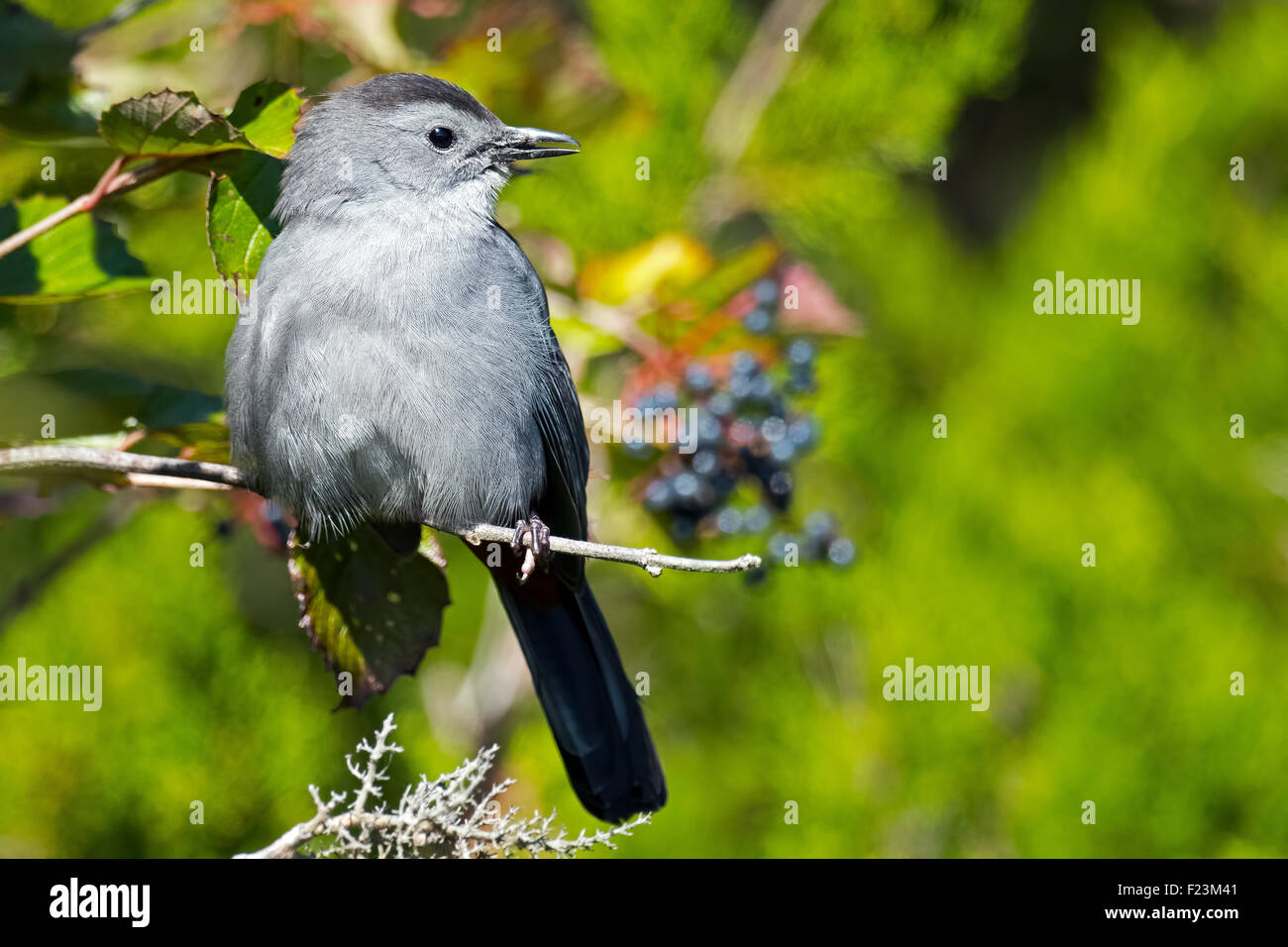 Grey catbird hi-res stock photography and images - Alamy