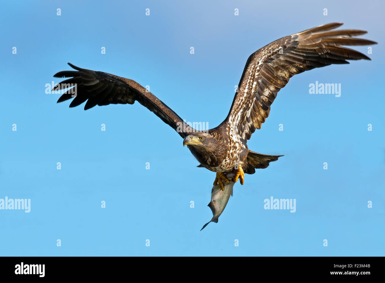 Juvenile Bald Eagle In Flight