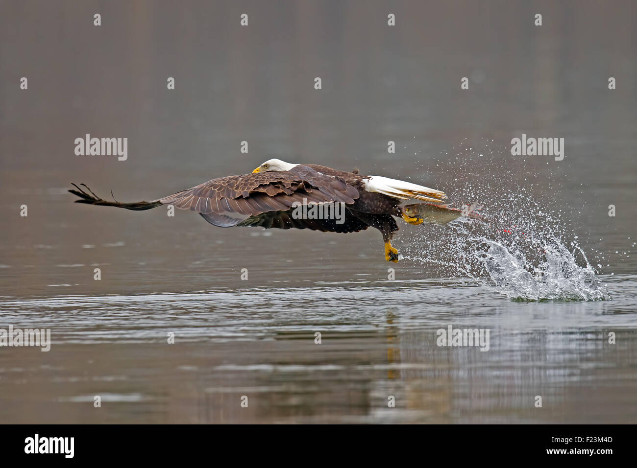 American Bald Eagle Grabbing a Fish Stock Photo - Alamy
