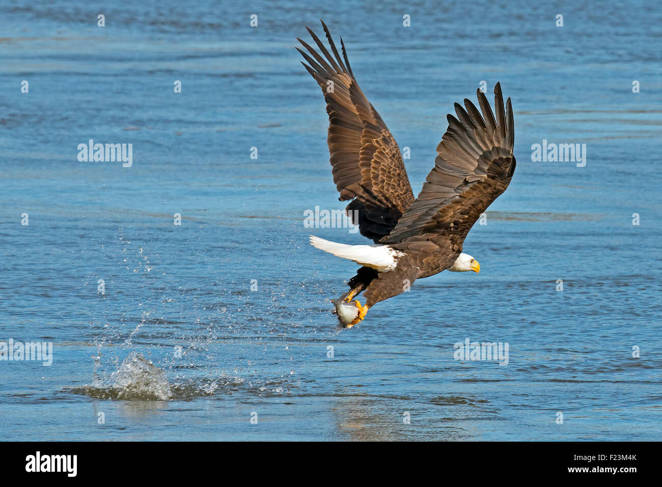 American Bald Eagle Grabbing a Fish Stock Photo - Alamy