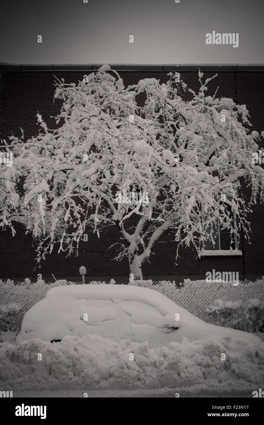 After a snow storm Stock Photo - Alamy