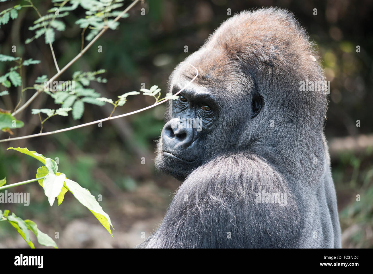 Silverback gorilla hi-res stock photography and images - Alamy
