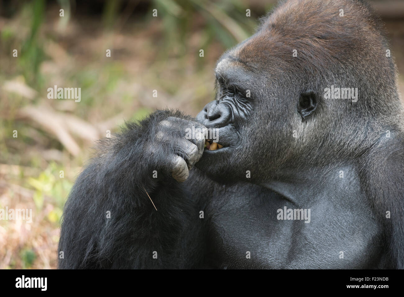 Silverback gorilla hi-res stock photography and images - Alamy