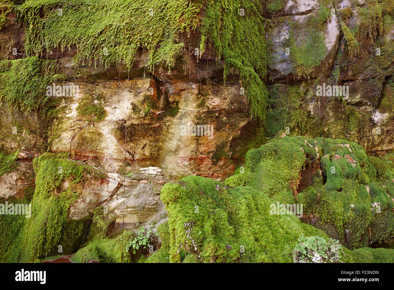 Moss garden carnarvon gorge australia hi-res stock photography and ...