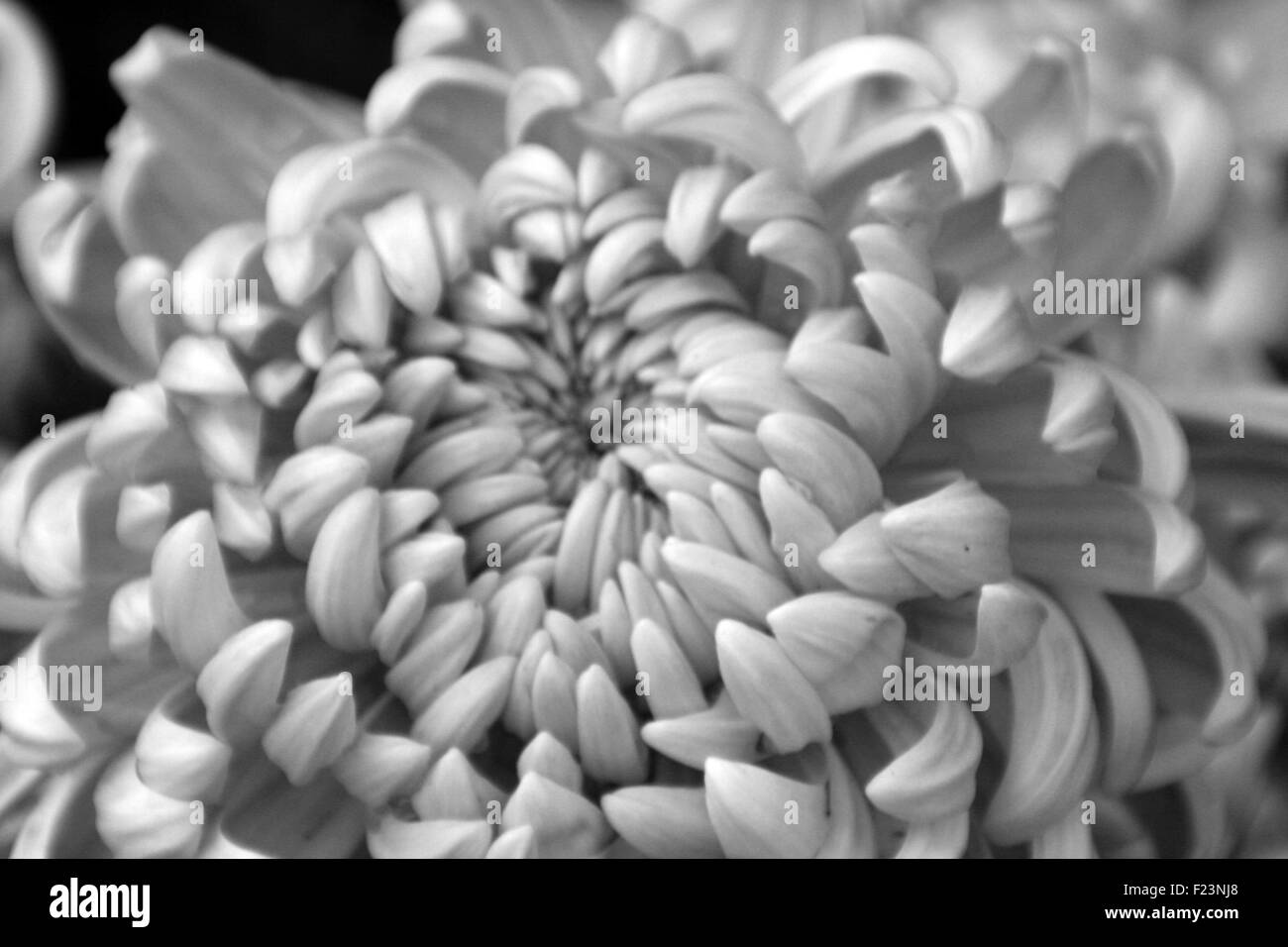 Flower power Black and White Stock Photos & Images - Alamy