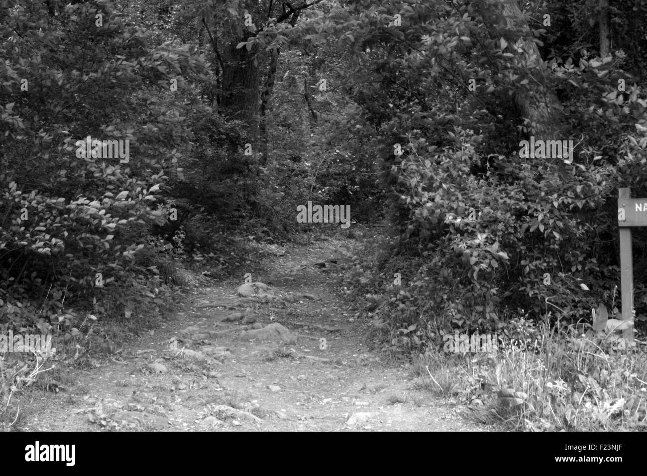 Black forest trail Black and White Stock Photos & Images - Alamy