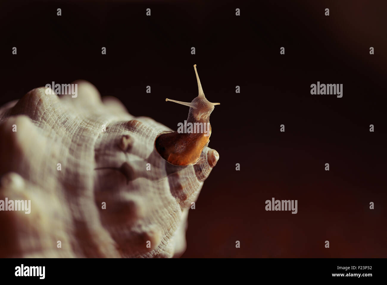 Funny creative hi-res stock photography and images - Alamy