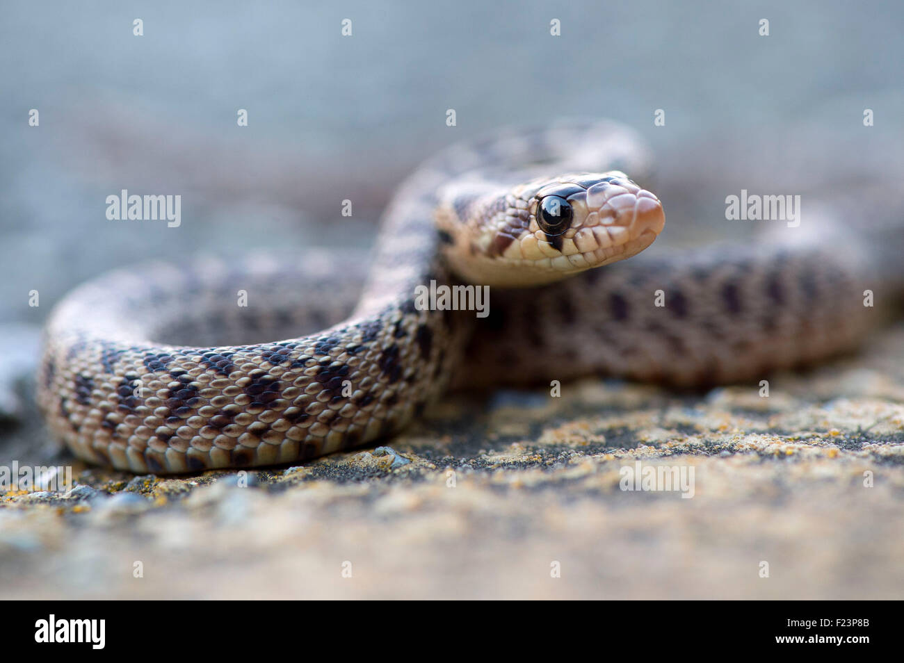 Oregon bull snake hi-res stock photography and images - Alamy