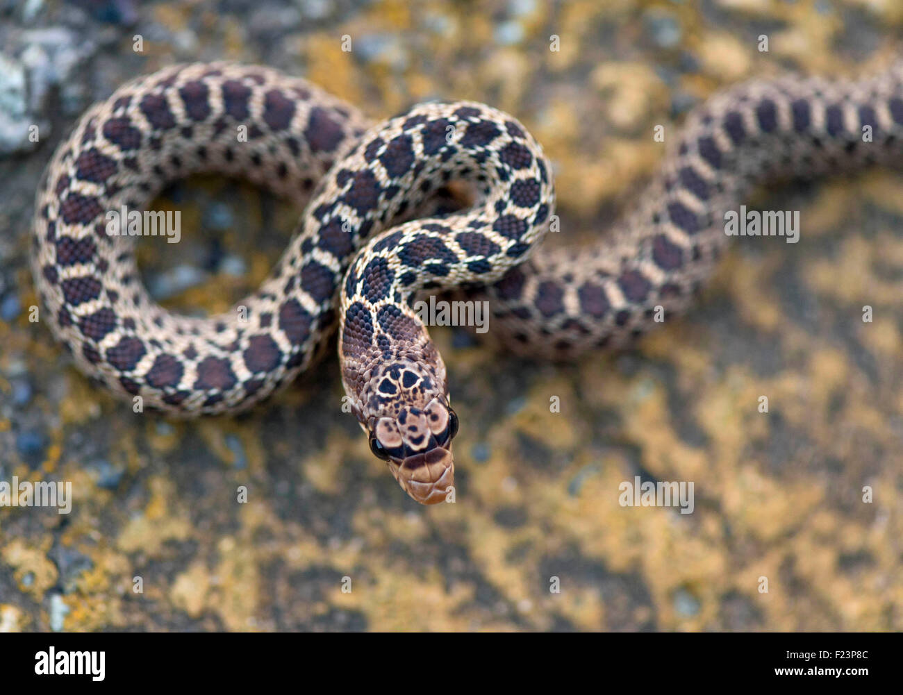Oregon bull snake hi-res stock photography and images - Alamy