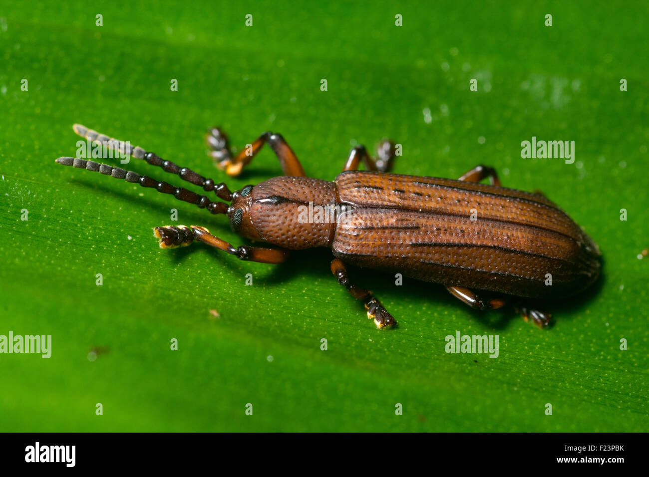 Beetle texture hi-res stock photography and images - Alamy