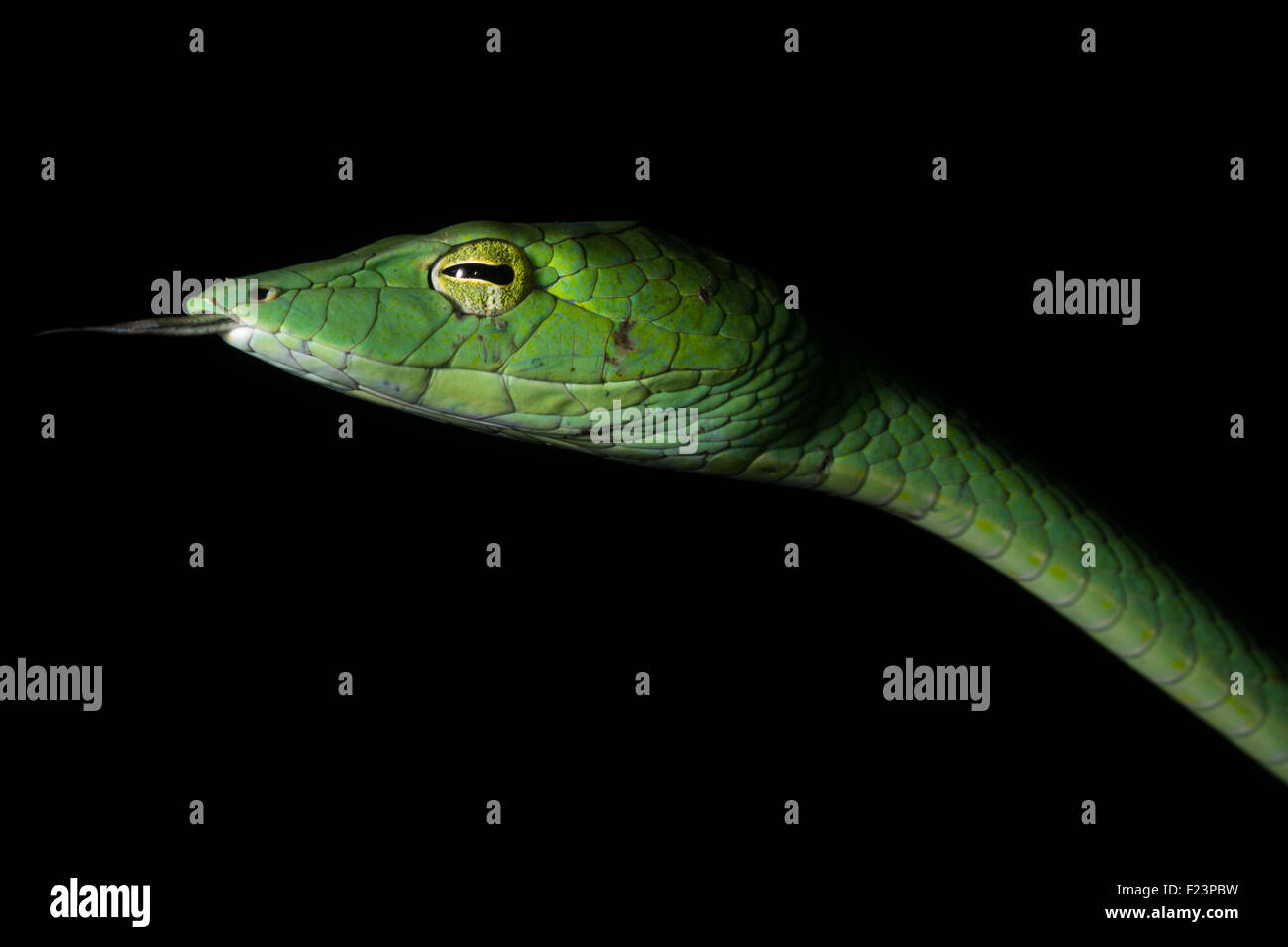 Oriental vine snake hi-res stock photography and images - Alamy