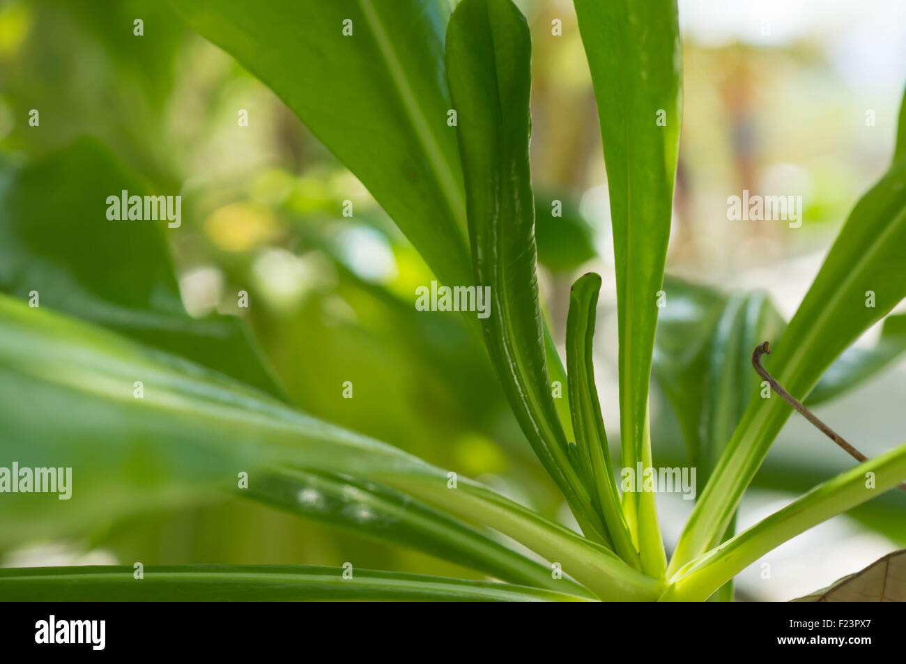 Tree trees branch branches hi-res stock photography and images - Alamy