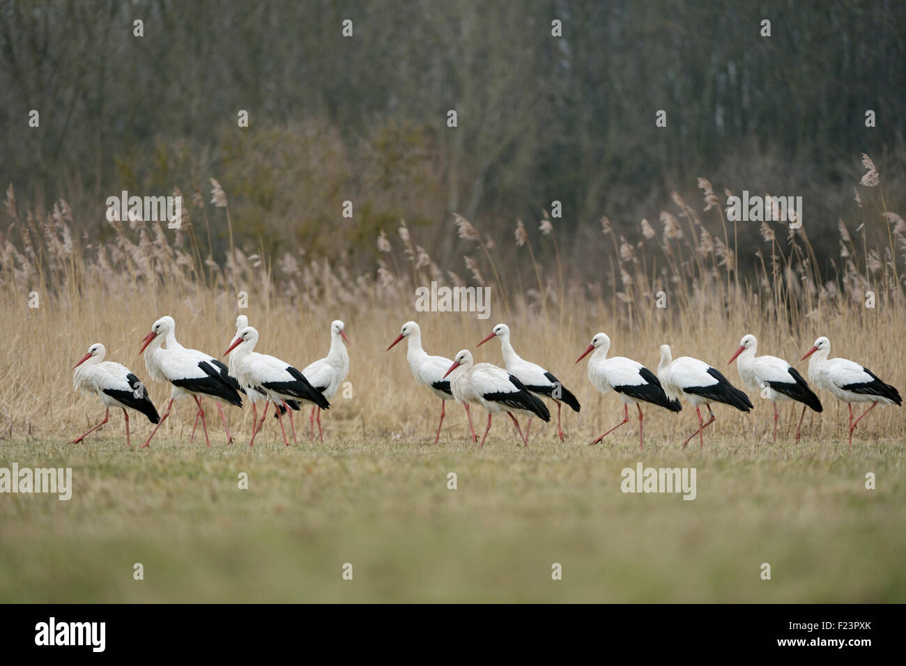 A flock of White Storks / Weissstörche ( Ciconia ciconia ) gathering in ...