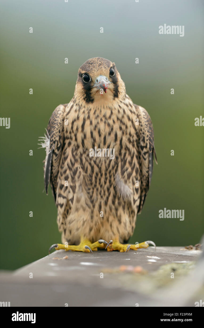 A young peregrine falcon hi-res stock photography and images - Alamy