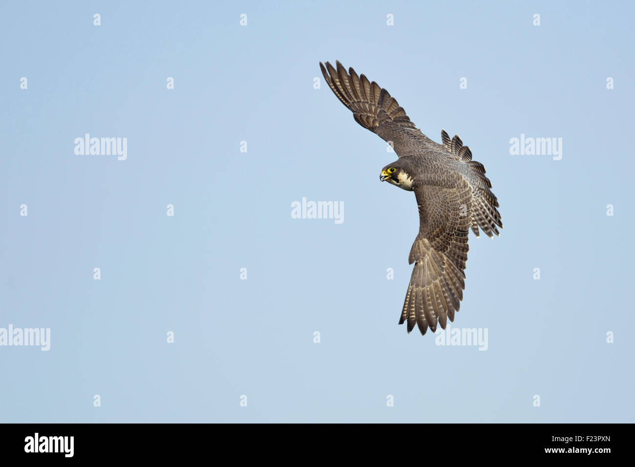 Spectacular flight of Duck Hawk / Peregrine Falcon / Wanderfalke ...