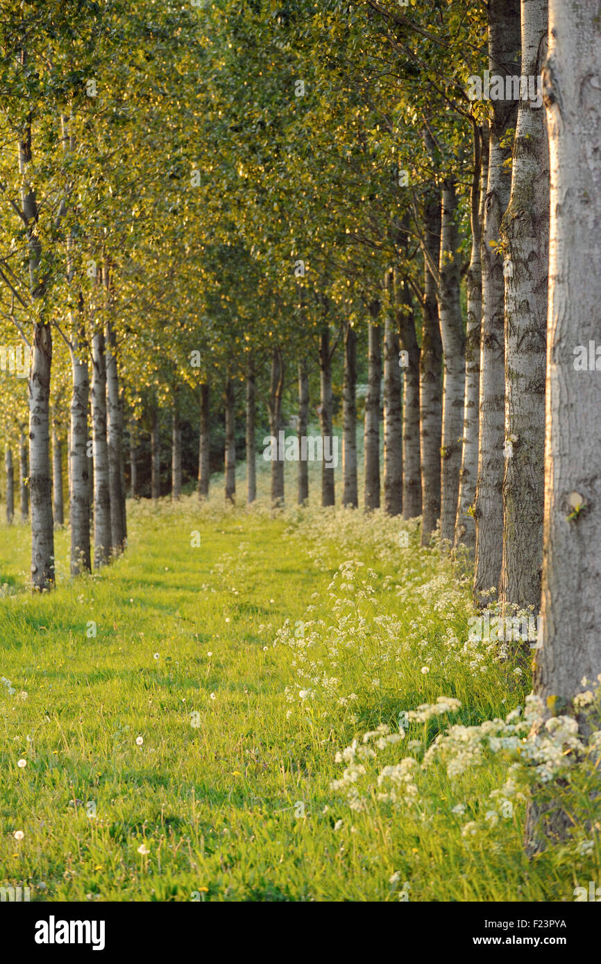 Tree line walk hi-res stock photography and images - Alamy