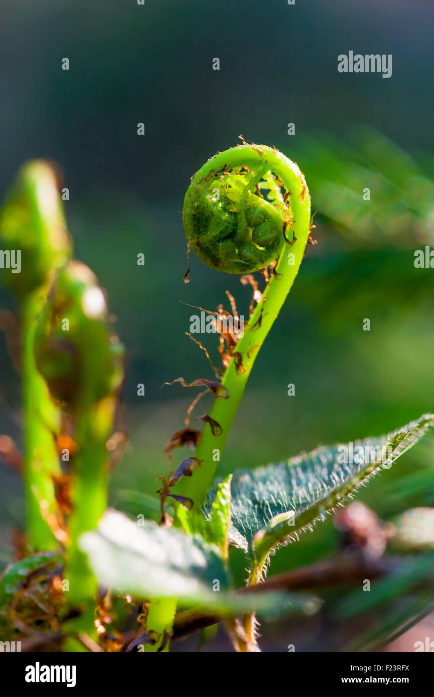 New twisted into a spiral fern sprout closeup Stock Photo - Alamy