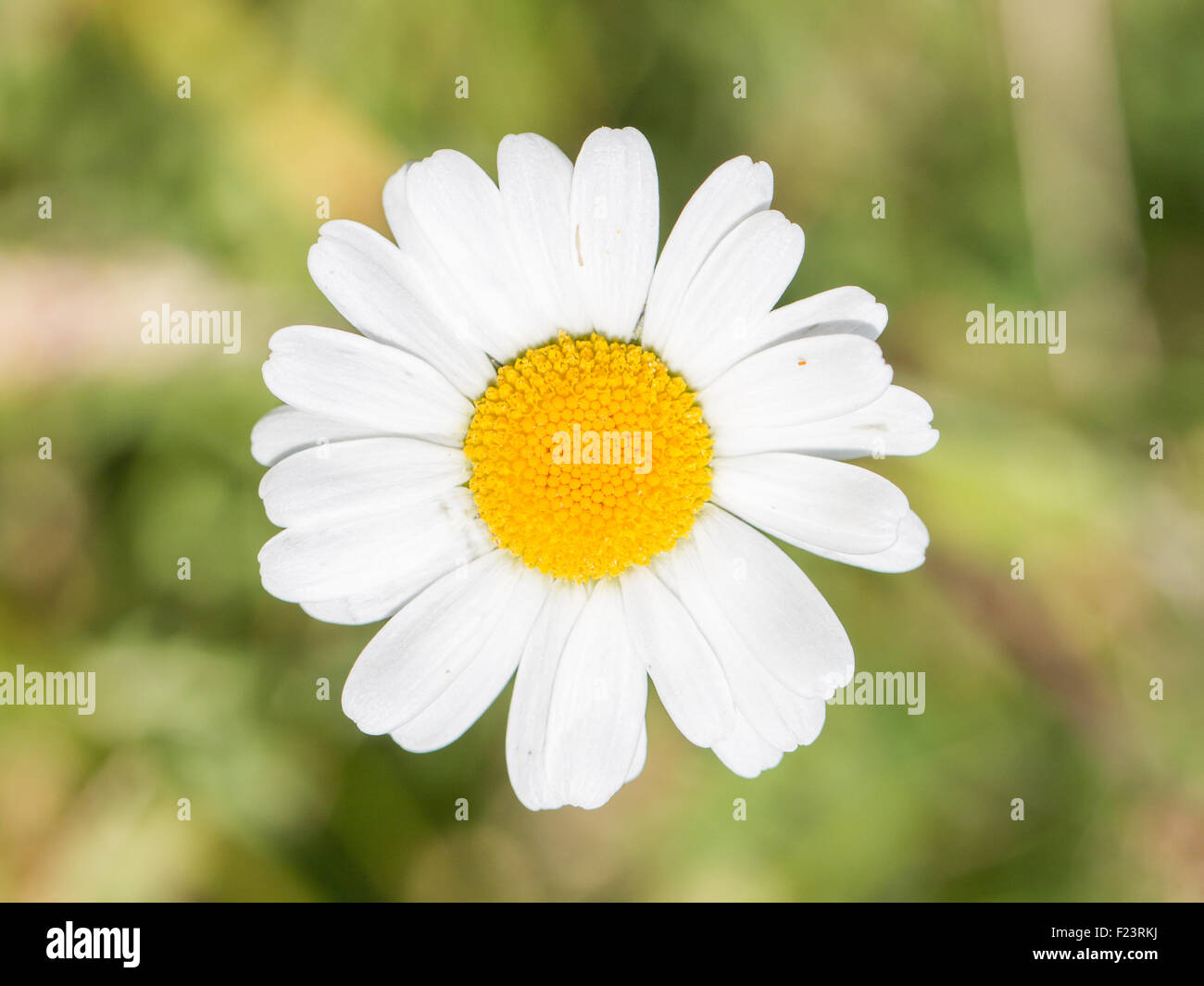 White marguerite hi-res stock photography and images - Alamy