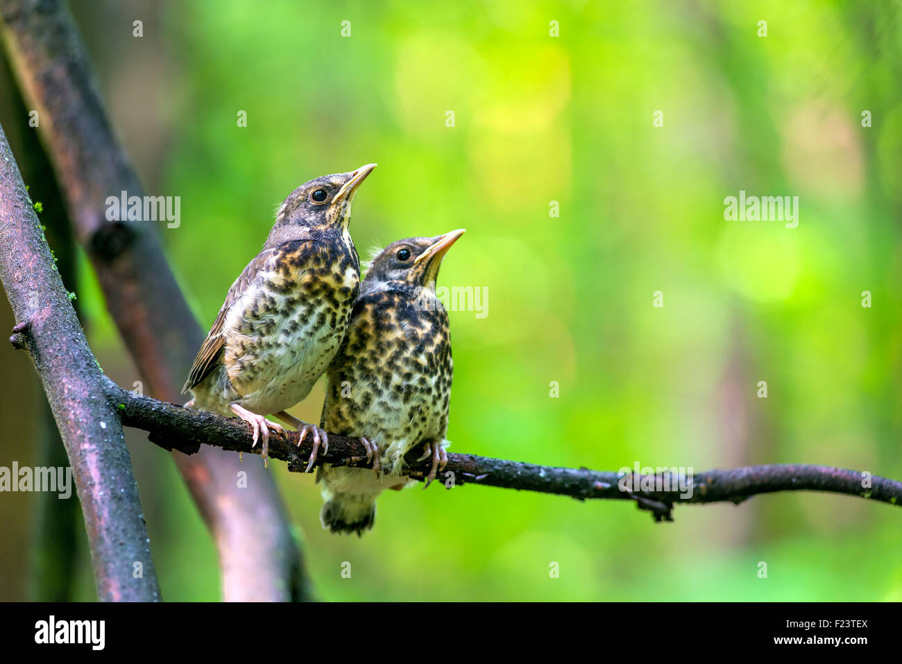 Two birds sitting on a branch of a tree hi-res stock photography and ...