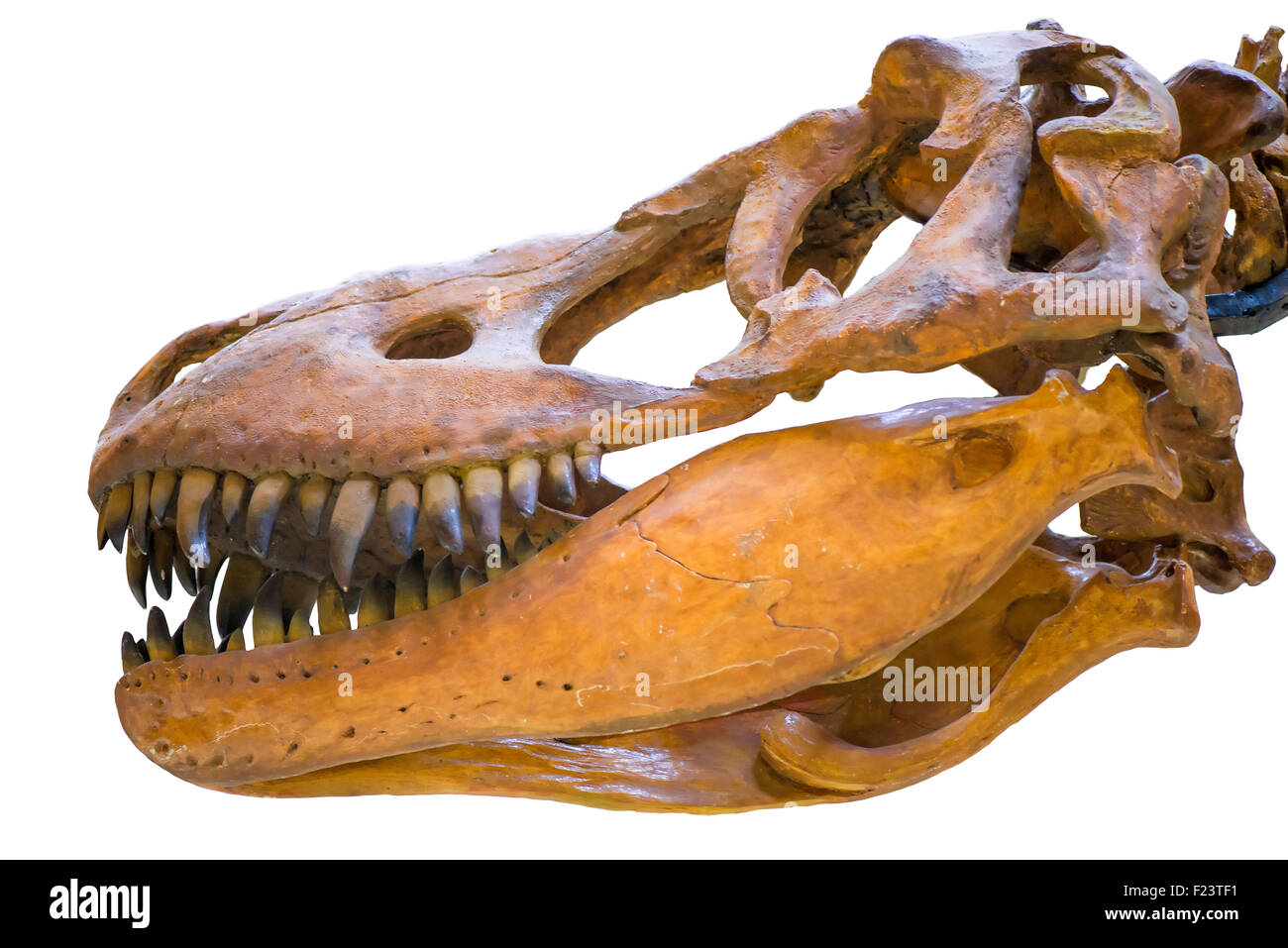 closeup of the skull of Tyrannosaurus rex isolated Stock Photo - Alamy