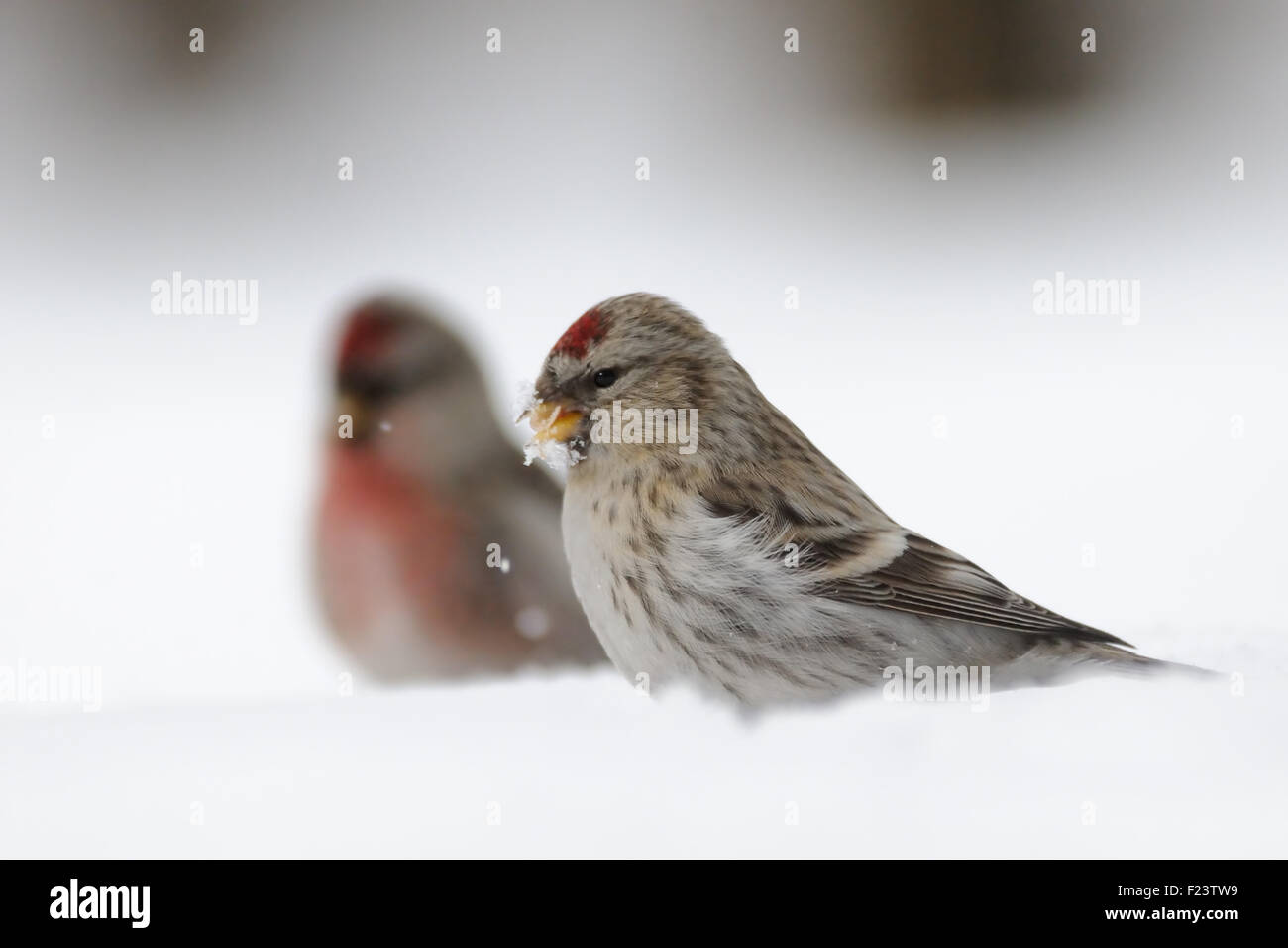 Redpolls hi-res stock photography and images - Alamy
