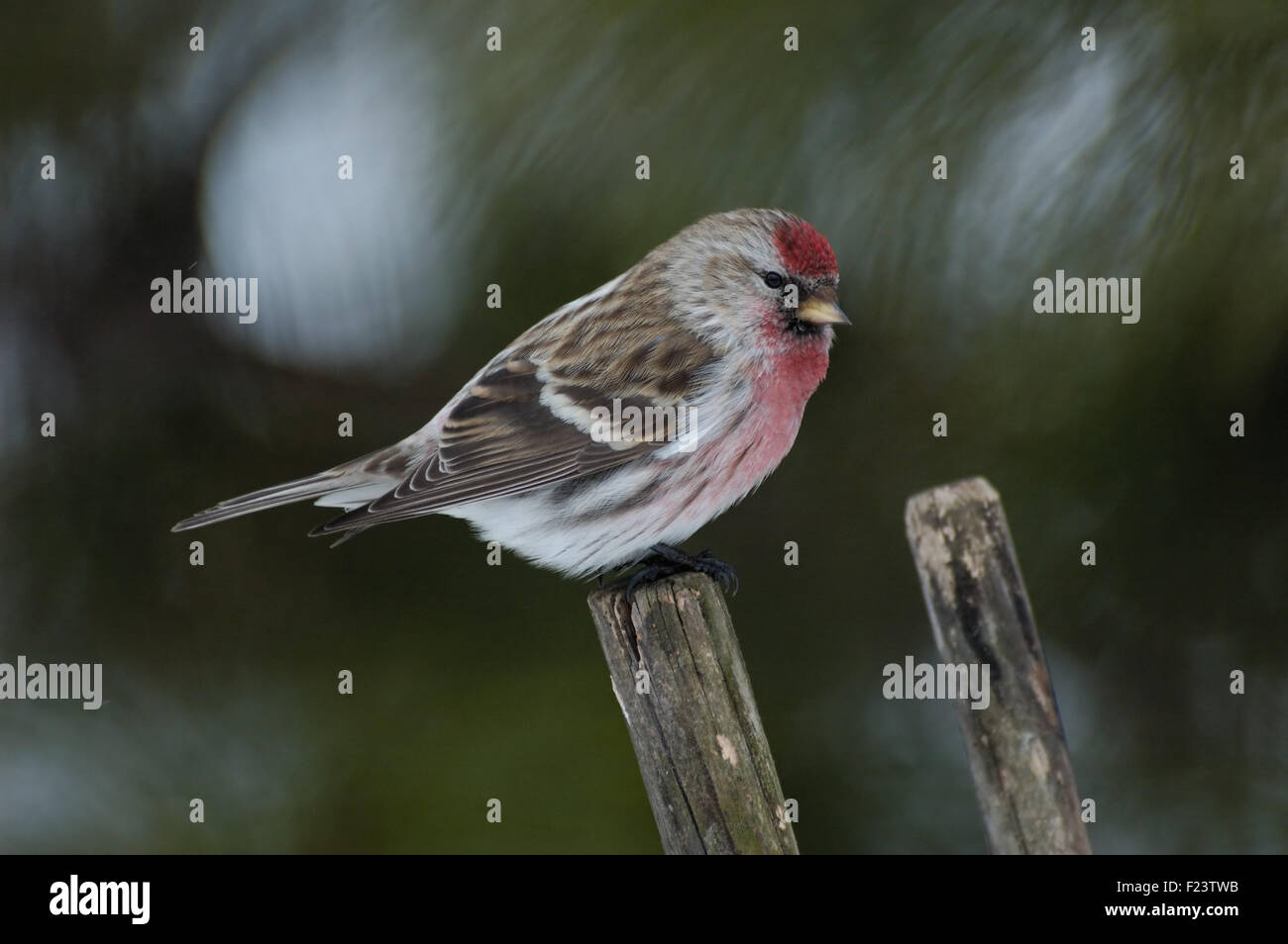 Male redpoll hi-res stock photography and images - Alamy
