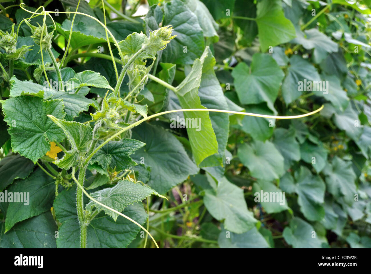 close-up of cucumber plantation Stock Photo - Alamy