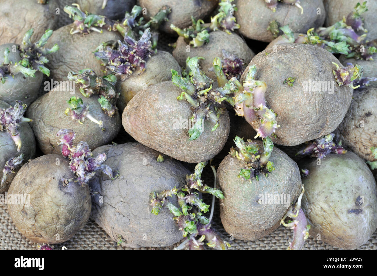 Germinating potato hi-res stock photography and images - Alamy