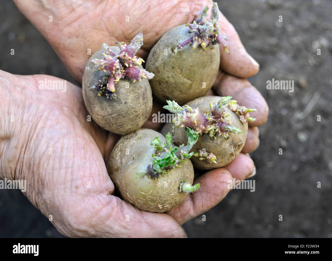 close-up of germinating potatoes in the farmer hands Stock Photo - Alamy