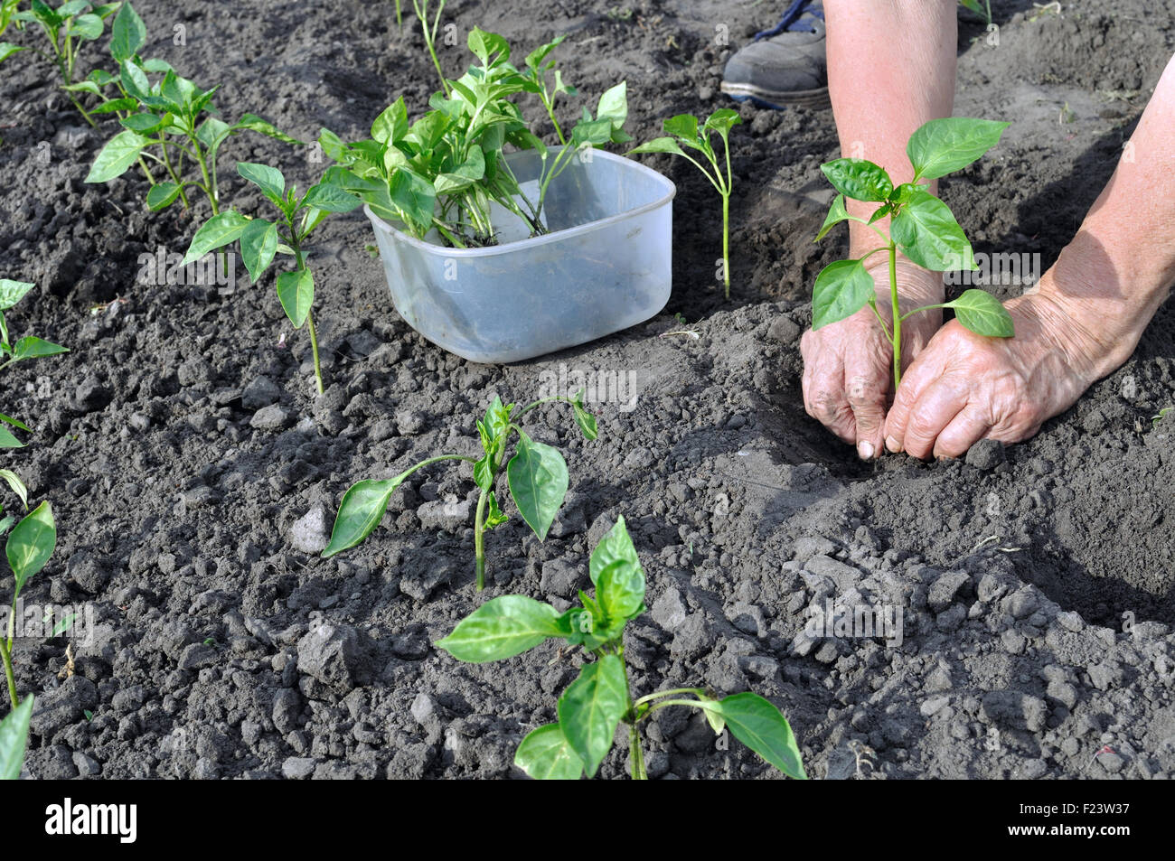 farmer planting a pepper seedling Stock Photo - Alamy