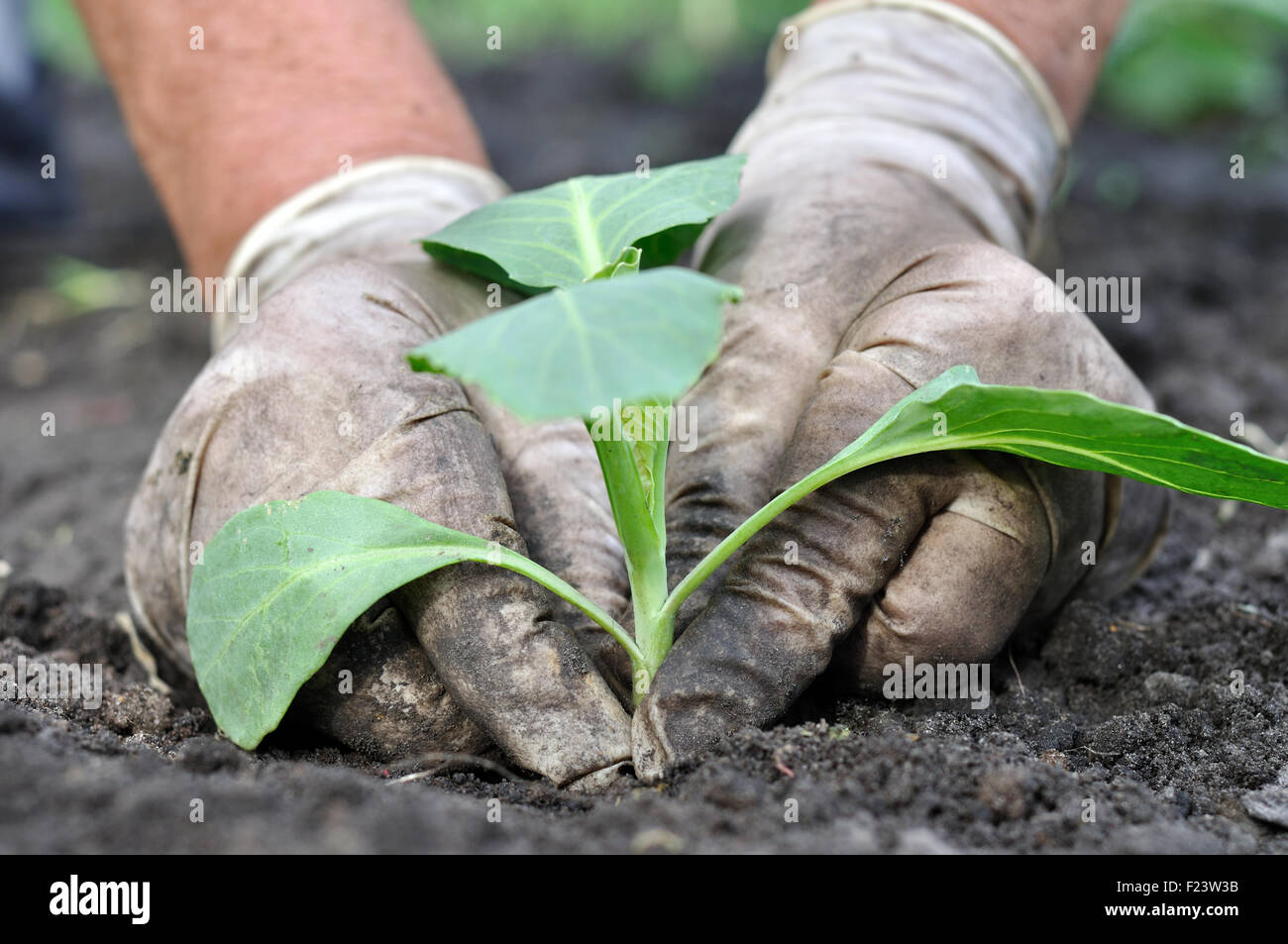 farmer planting cabbage seedling Stock Photo - Alamy