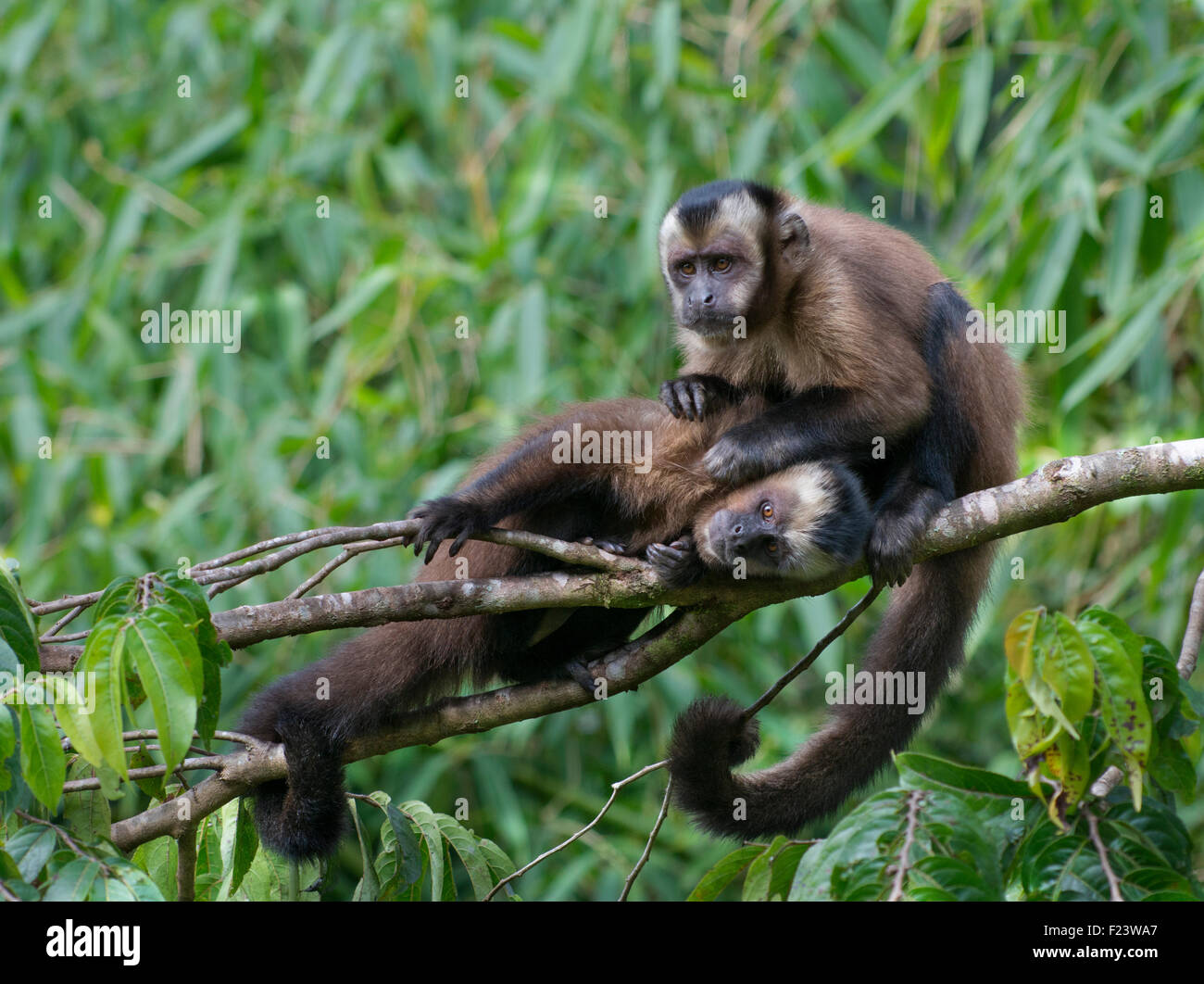 Capuchin social grooming hi-res stock photography and images - Alamy
